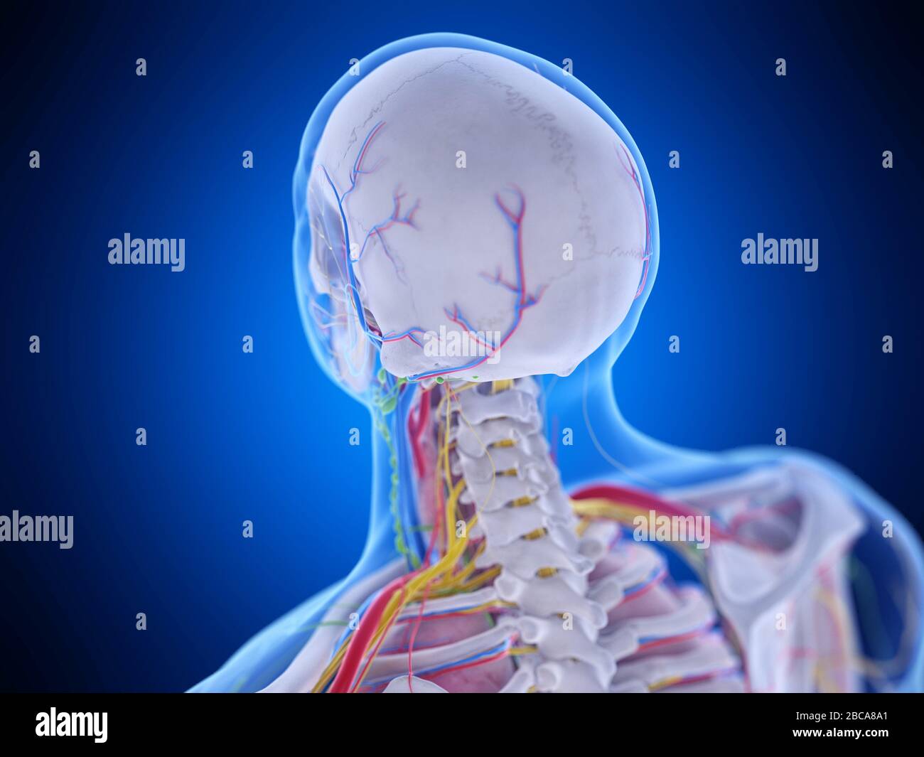 Anatomie de la tête, illustration Photo Stock - Alamy