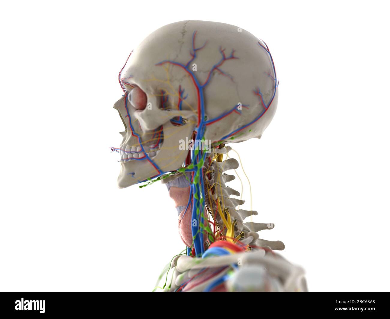 Anatomie de la tête, illustration Photo Stock - Alamy