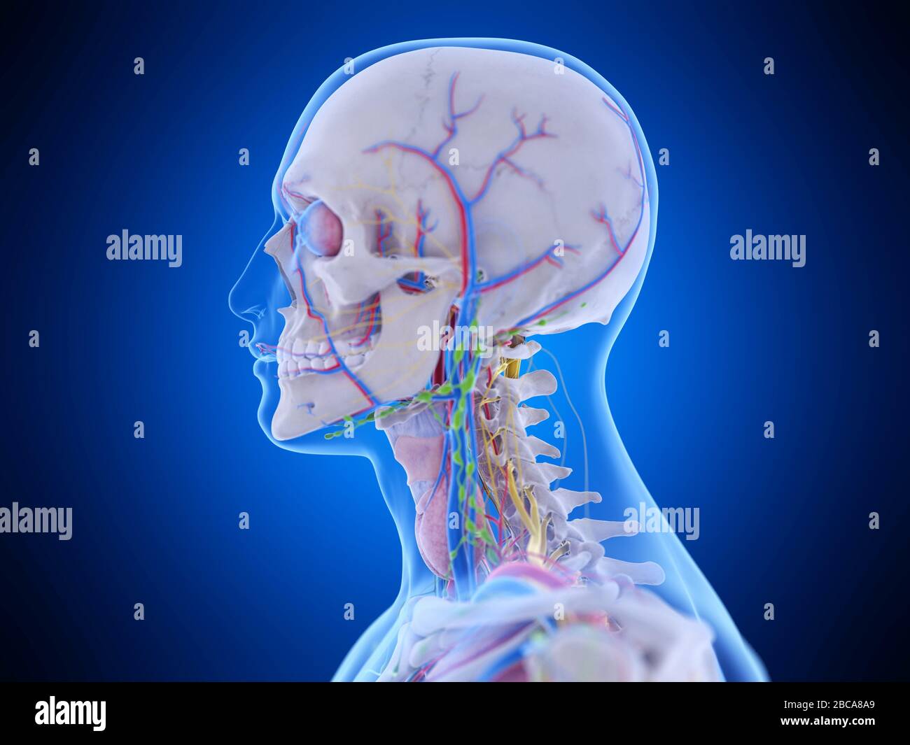 Male anatomy internal organs with head Banque de photographies et d ...
