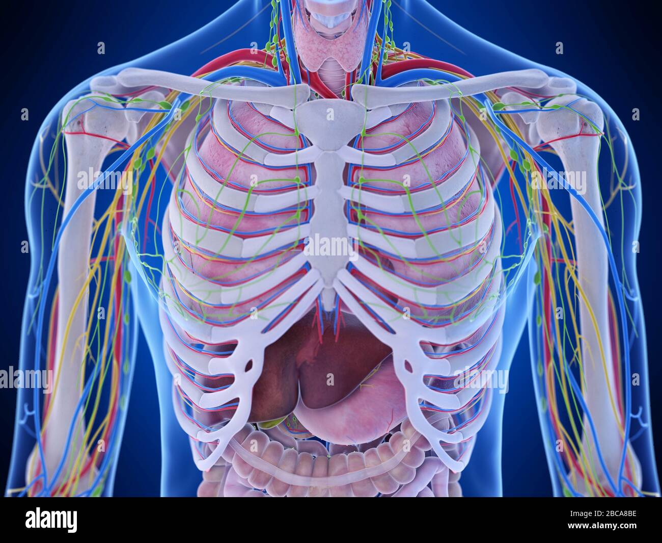 Anatomie thoracique, illustration Photo Stock - Alamy