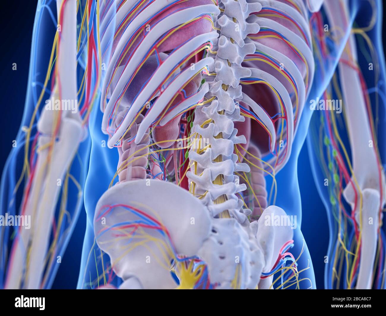 Anatomie pelvienne, illustration Photo Stock - Alamy