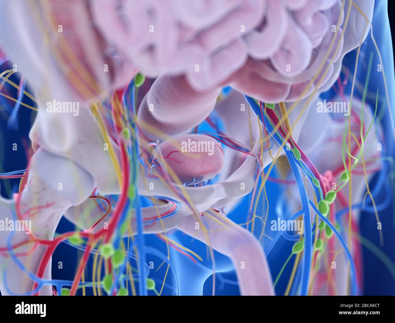 Anatomie pelvienne, illustration Photo Stock - Alamy