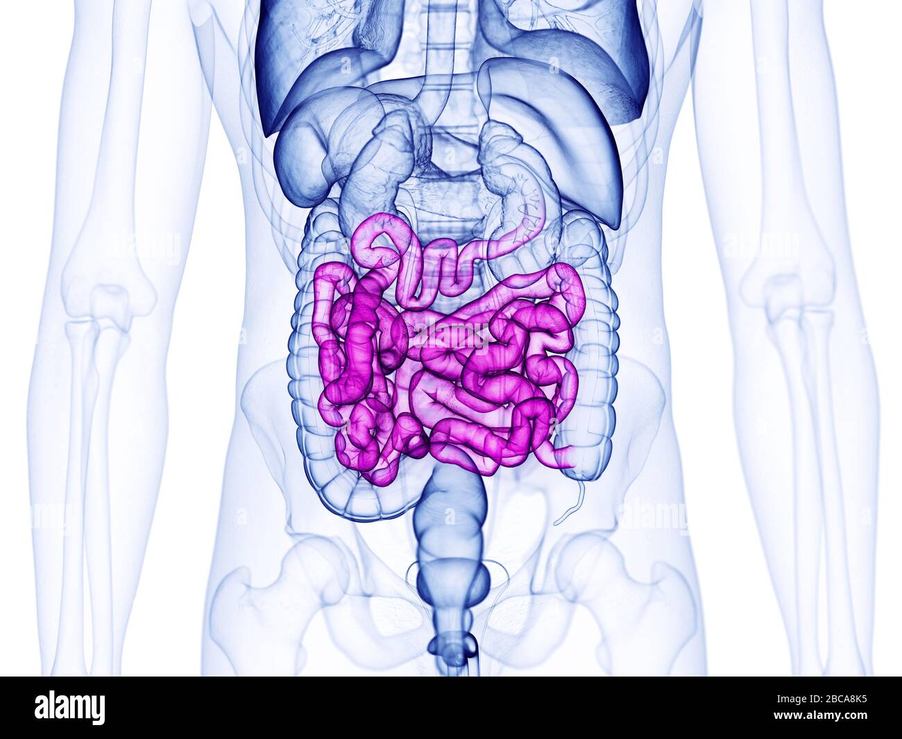 Intestin grêle, illustration Photo Stock - Alamy
