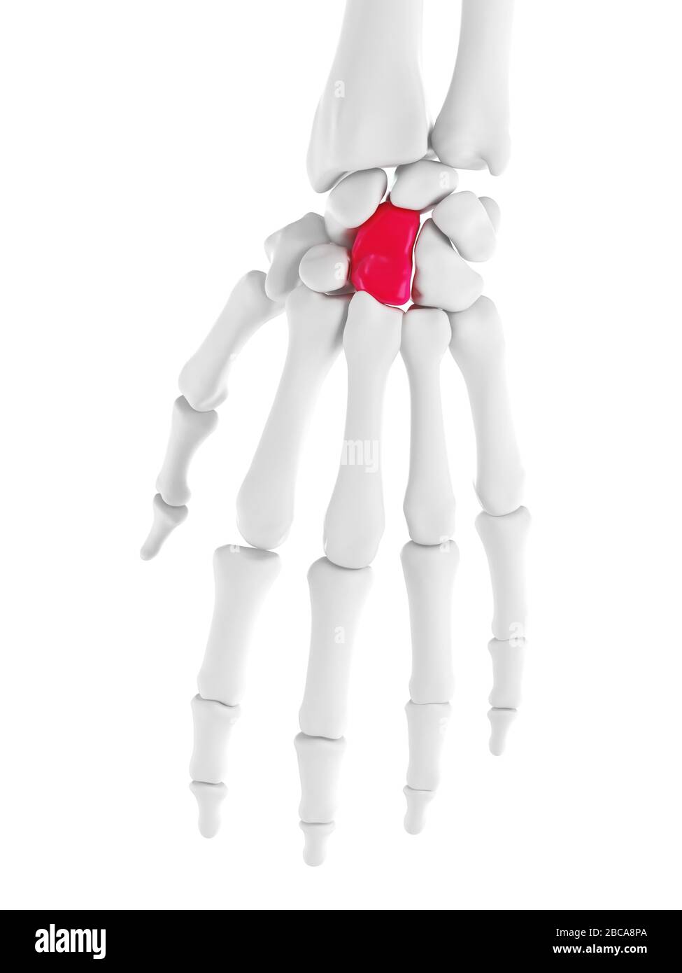 Capitatum os Banque de photographies et d’images à haute résolution - Alamy