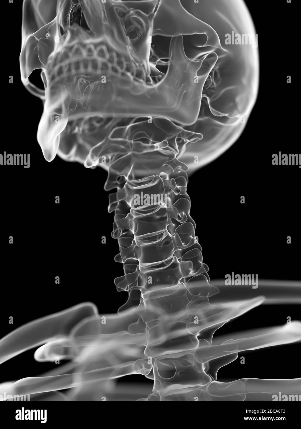 Cervicale squelette anatomie Banque d'images noir et blanc - Alamy