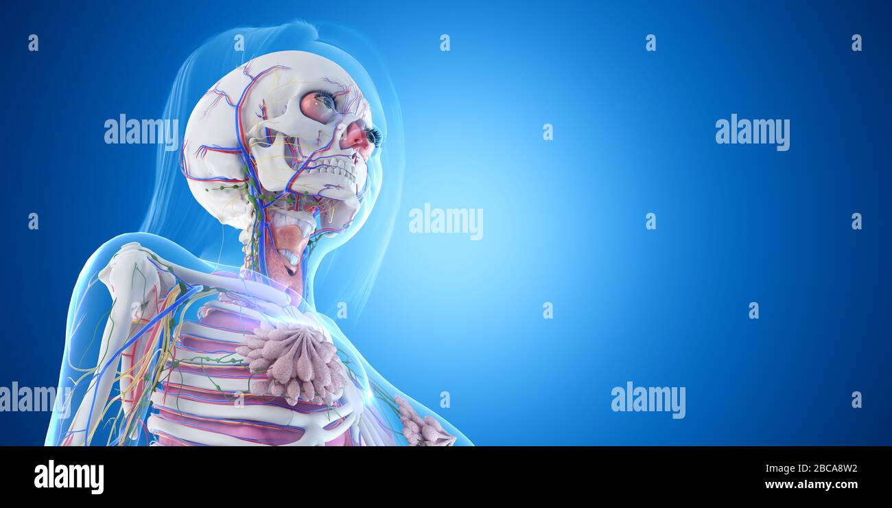 Anatomie de la tête, illustration Photo Stock - Alamy
