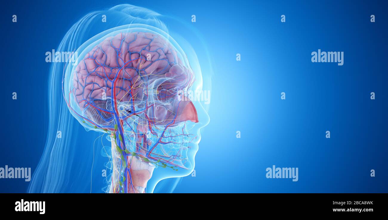 Anatomie de la tête, illustration Photo Stock - Alamy