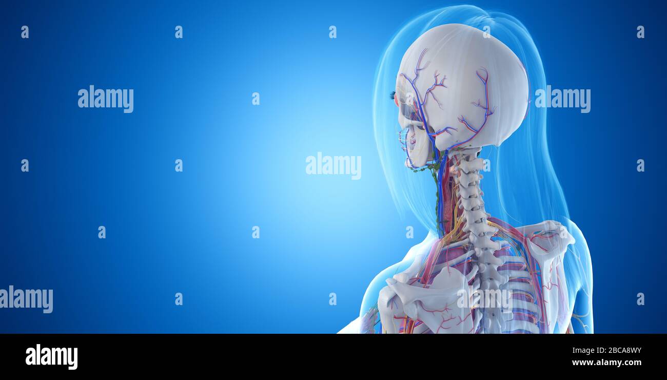 Anatomie de la tête, illustration Photo Stock - Alamy