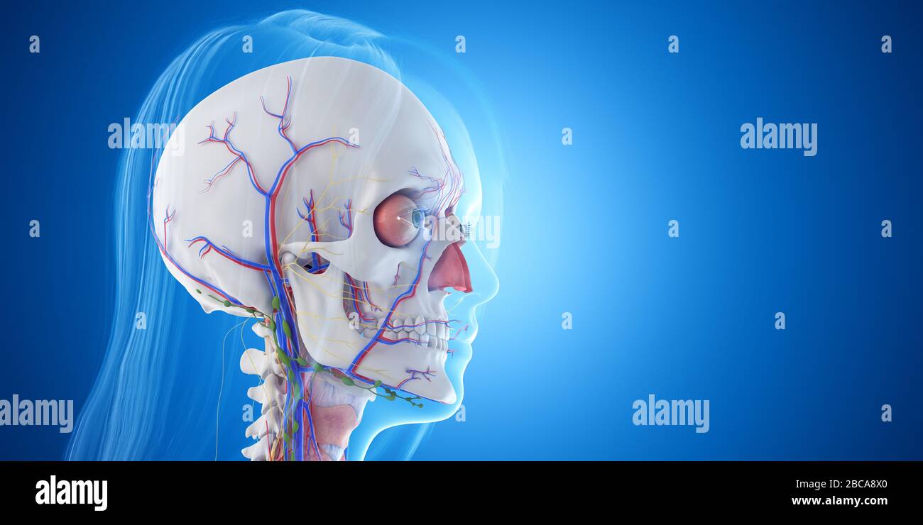 Anatomie de la tête, illustration Photo Stock - Alamy