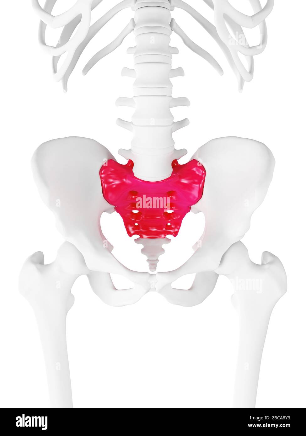 Os du sacrum humain Banque de photographies et d’images à haute ...