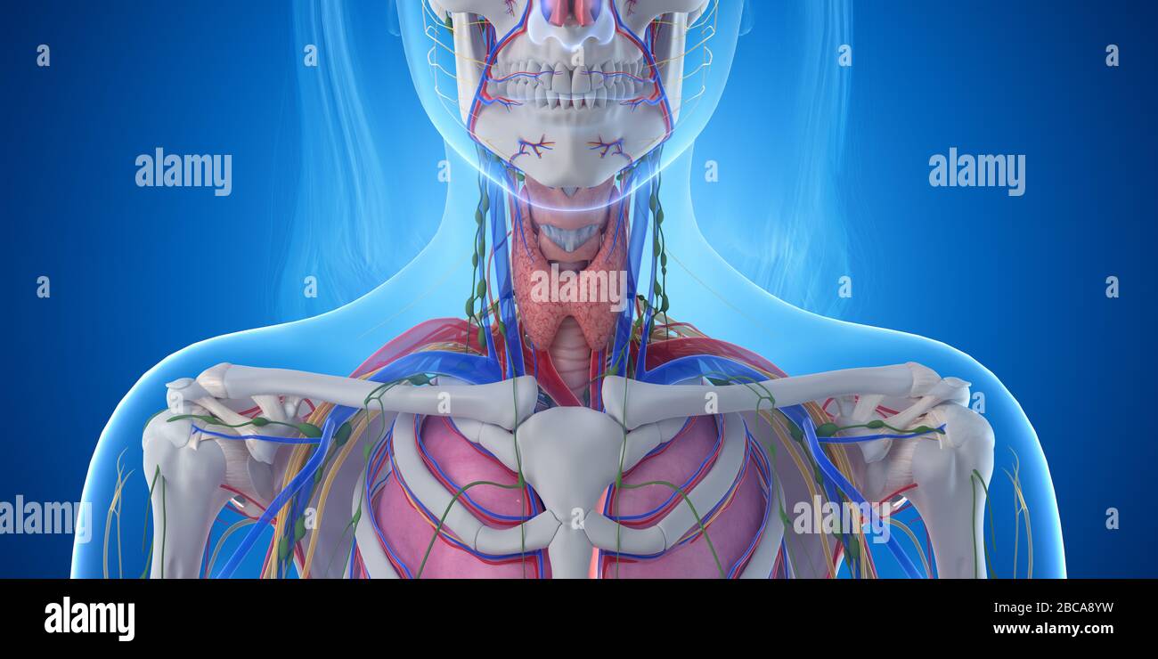 Anatomie de la gorge, illustration Photo Stock - Alamy