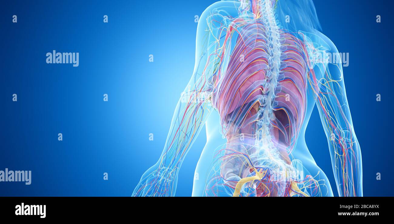 Anatomie thoracique, illustration Photo Stock - Alamy
