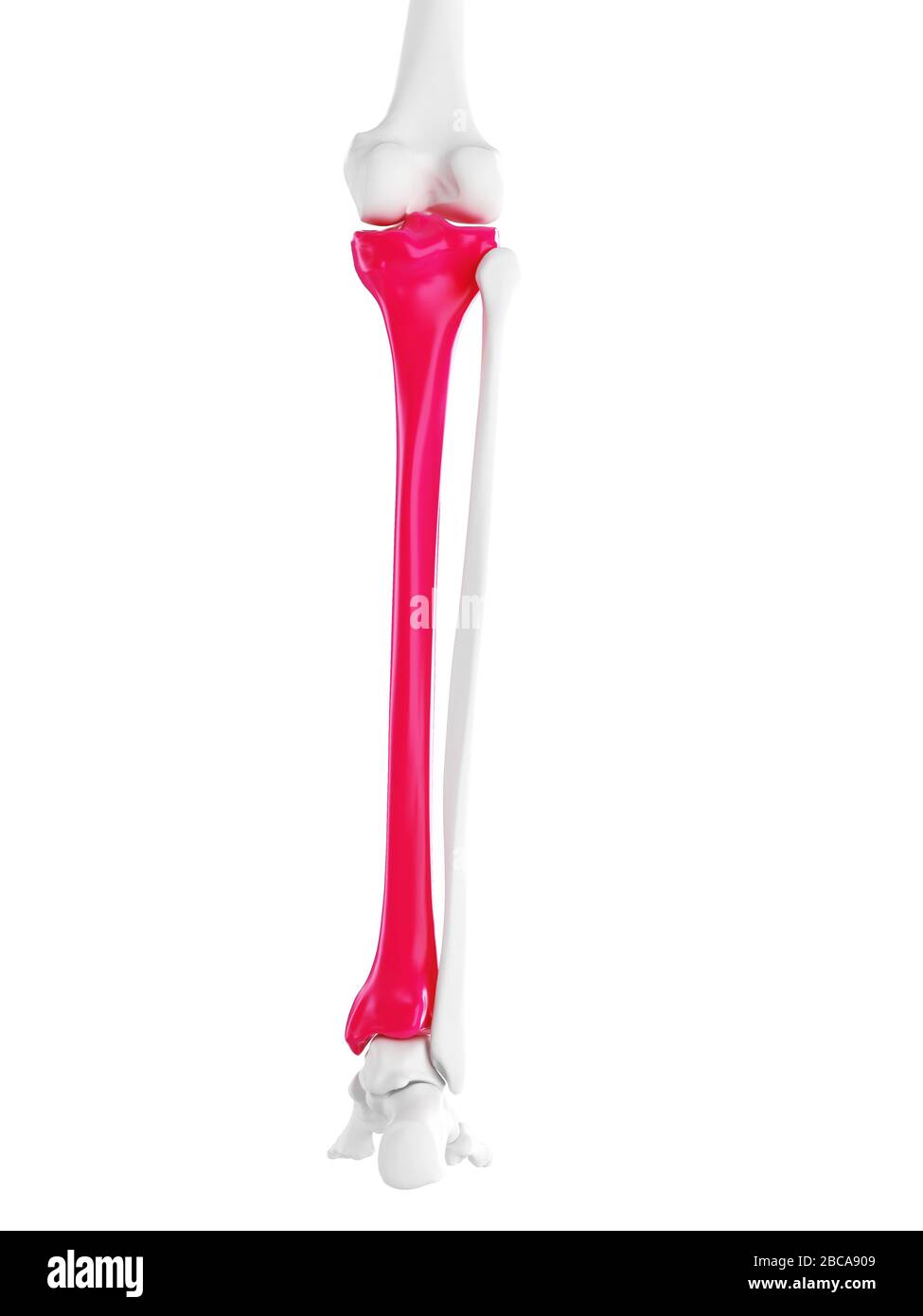 Anatomie osseuse du tibia Banque d'images détourées - Alamy