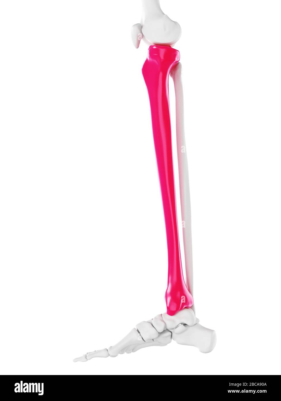 Anatomie osseuse du tibia Banque d'images détourées - Alamy