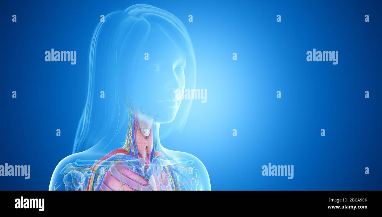 Anatomie de la gorge, illustration Photo Stock - Alamy