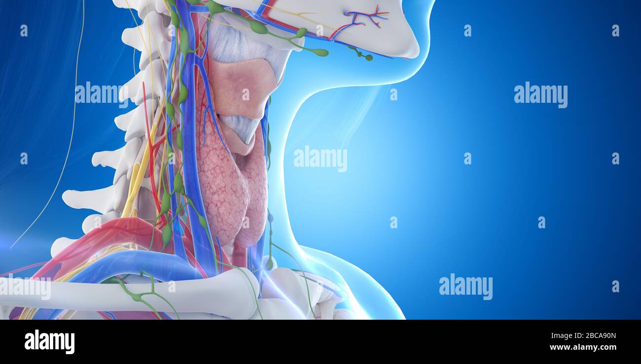 Anatomie de la gorge, illustration Photo Stock - Alamy