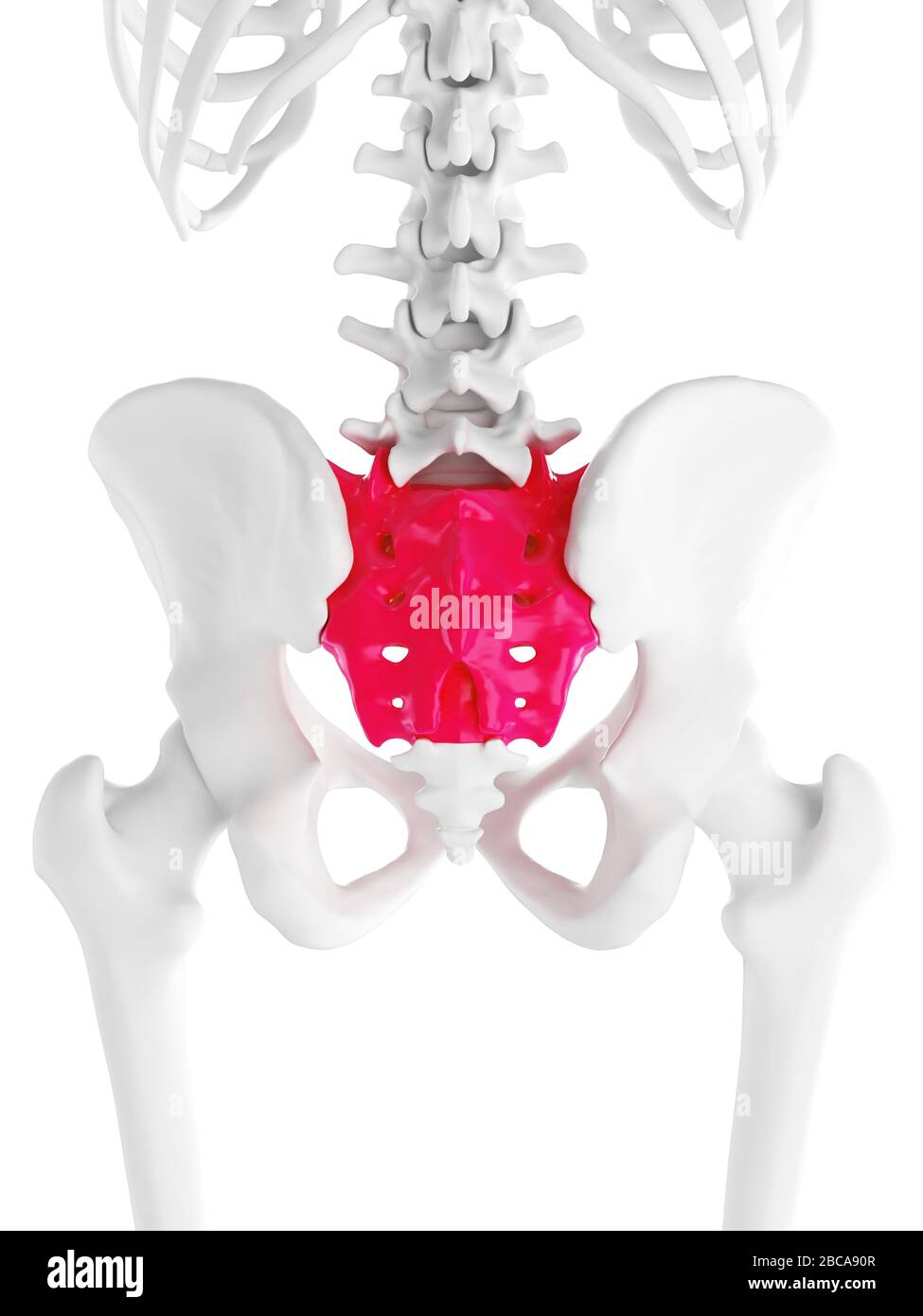 Os du sacrum humain Banque de photographies et d’images à haute ...