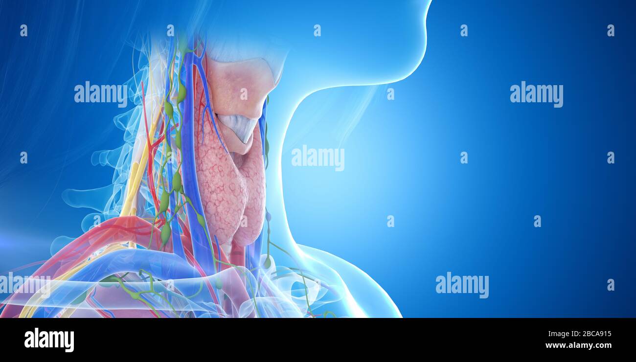 Anatomie de la gorge, illustration Photo Stock - Alamy