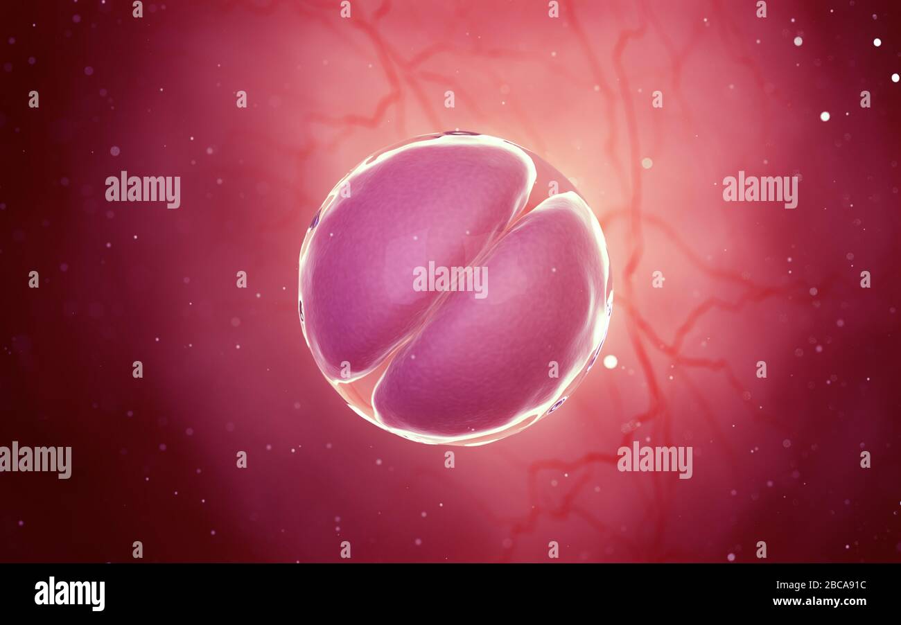 Anatomie 2 Banque de photographies et d’images à haute résolution - Alamy