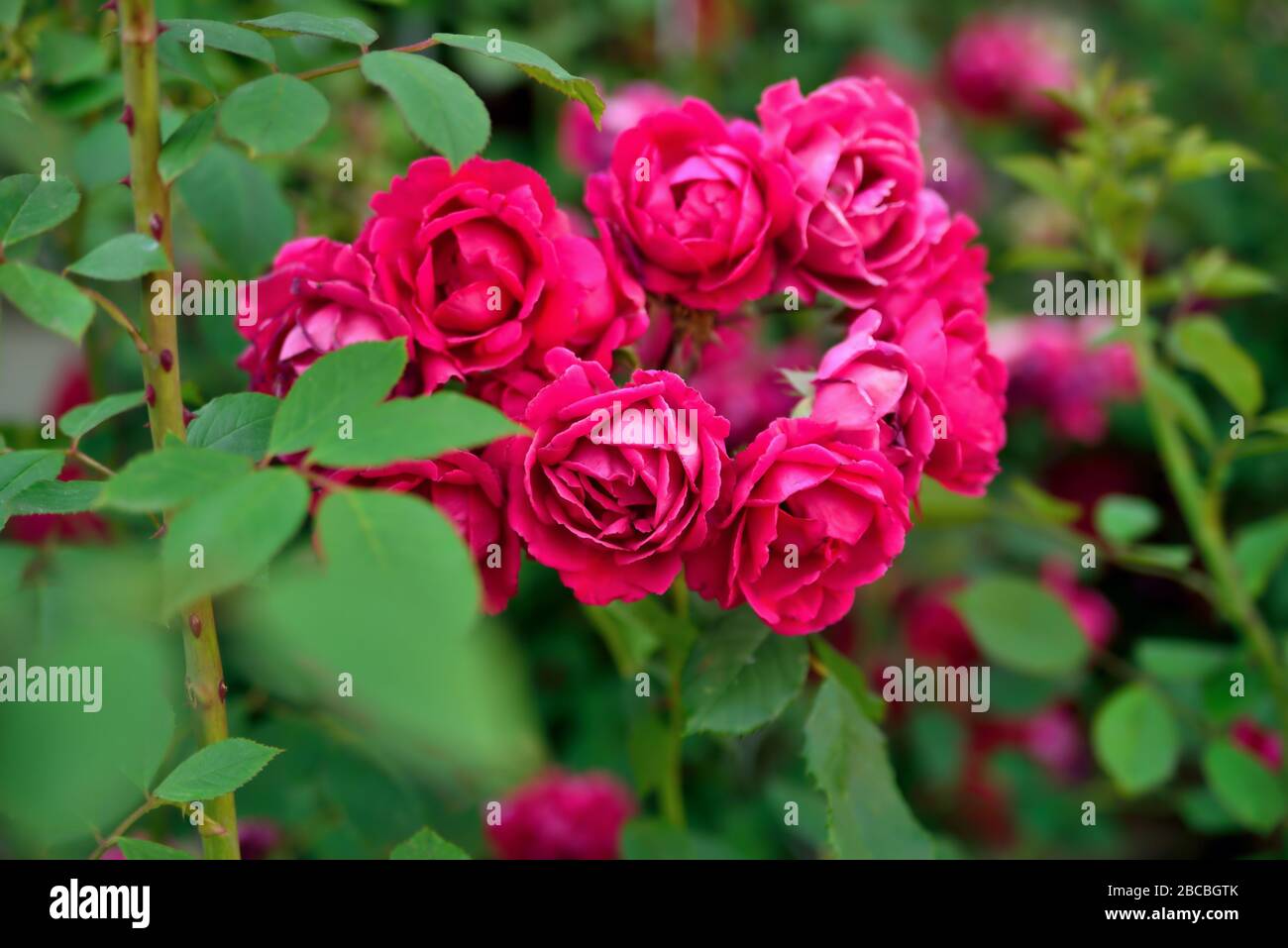 Belles roses rouges Banque de photographies et d’images à haute ...