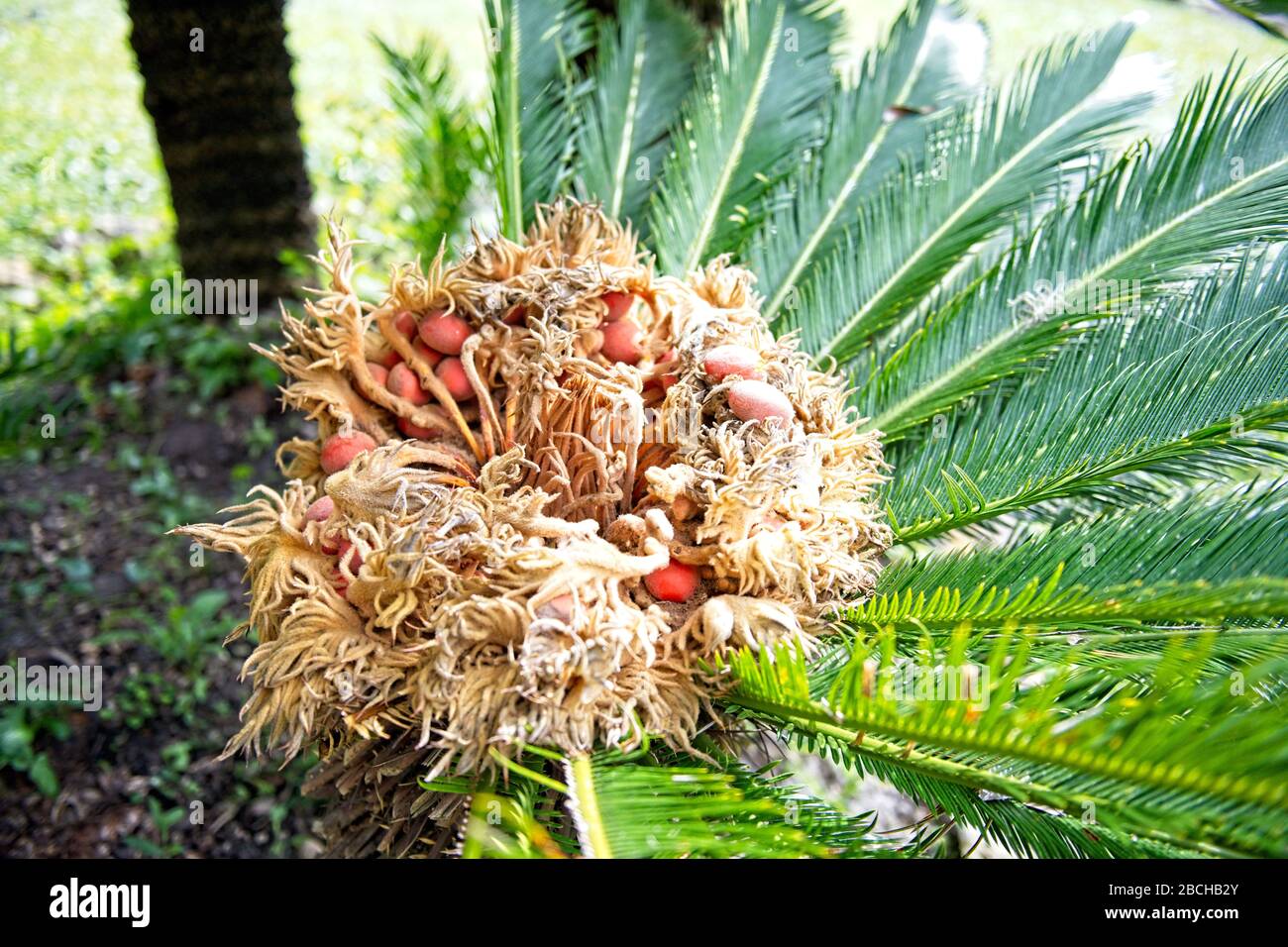 Palmier sagou japonais Banque de photographies et d’images à haute ...
