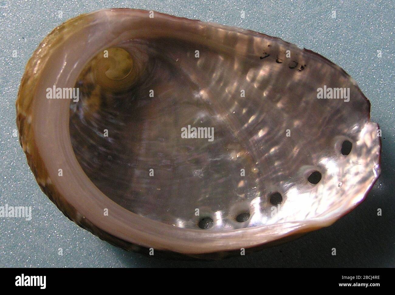 Haliotis pustulata Banque de photographies et d’images à haute résolution - Alamy