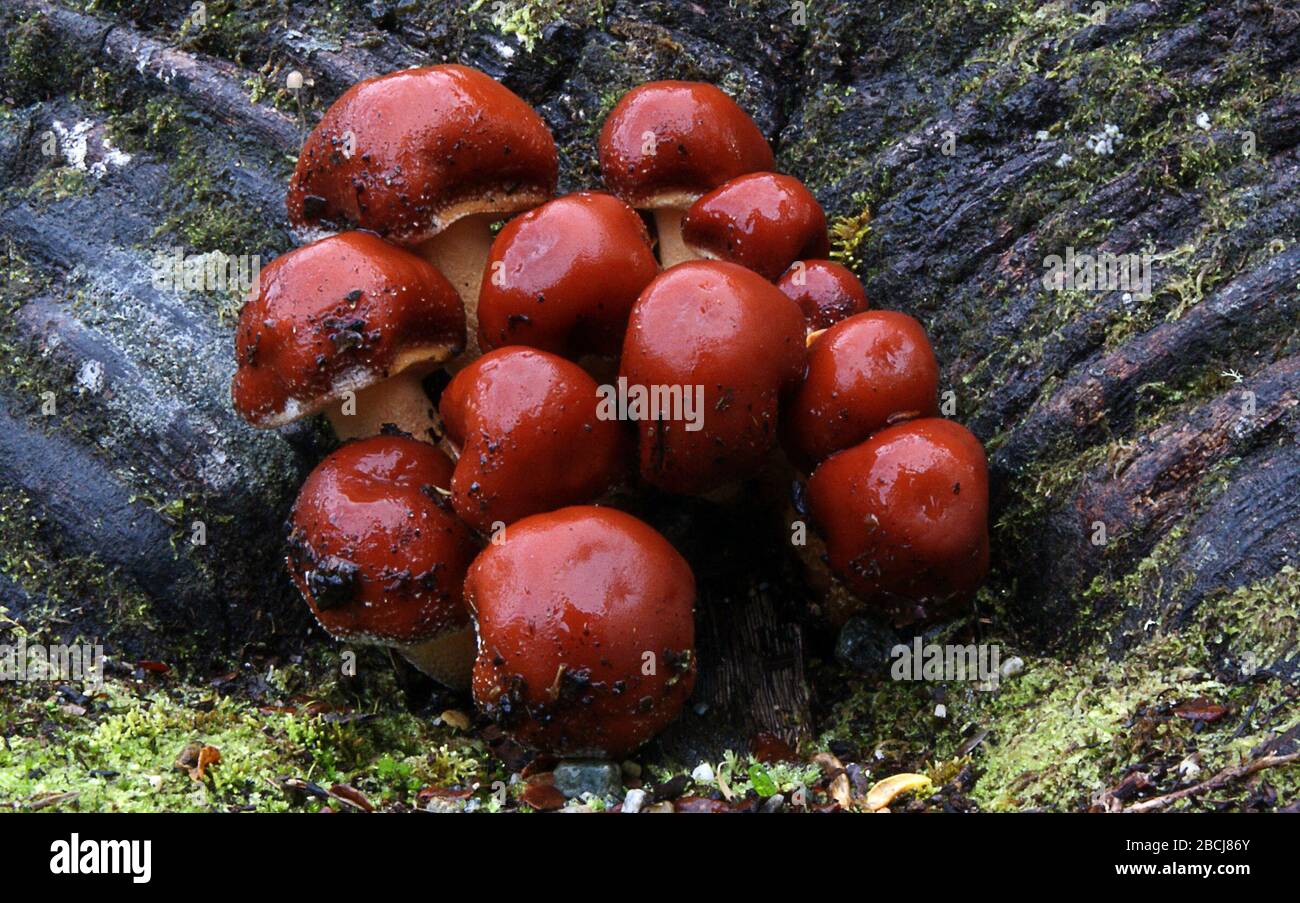 Classe Basidiomycota Banque d'image et photos - Alamy