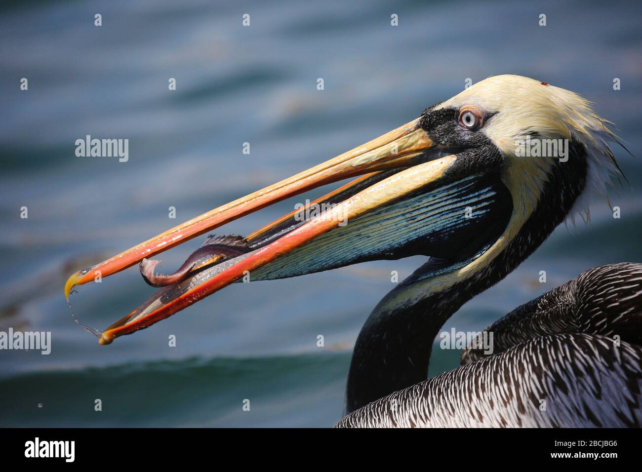Pelican swallowing Banque de photographies et d’images à haute ...