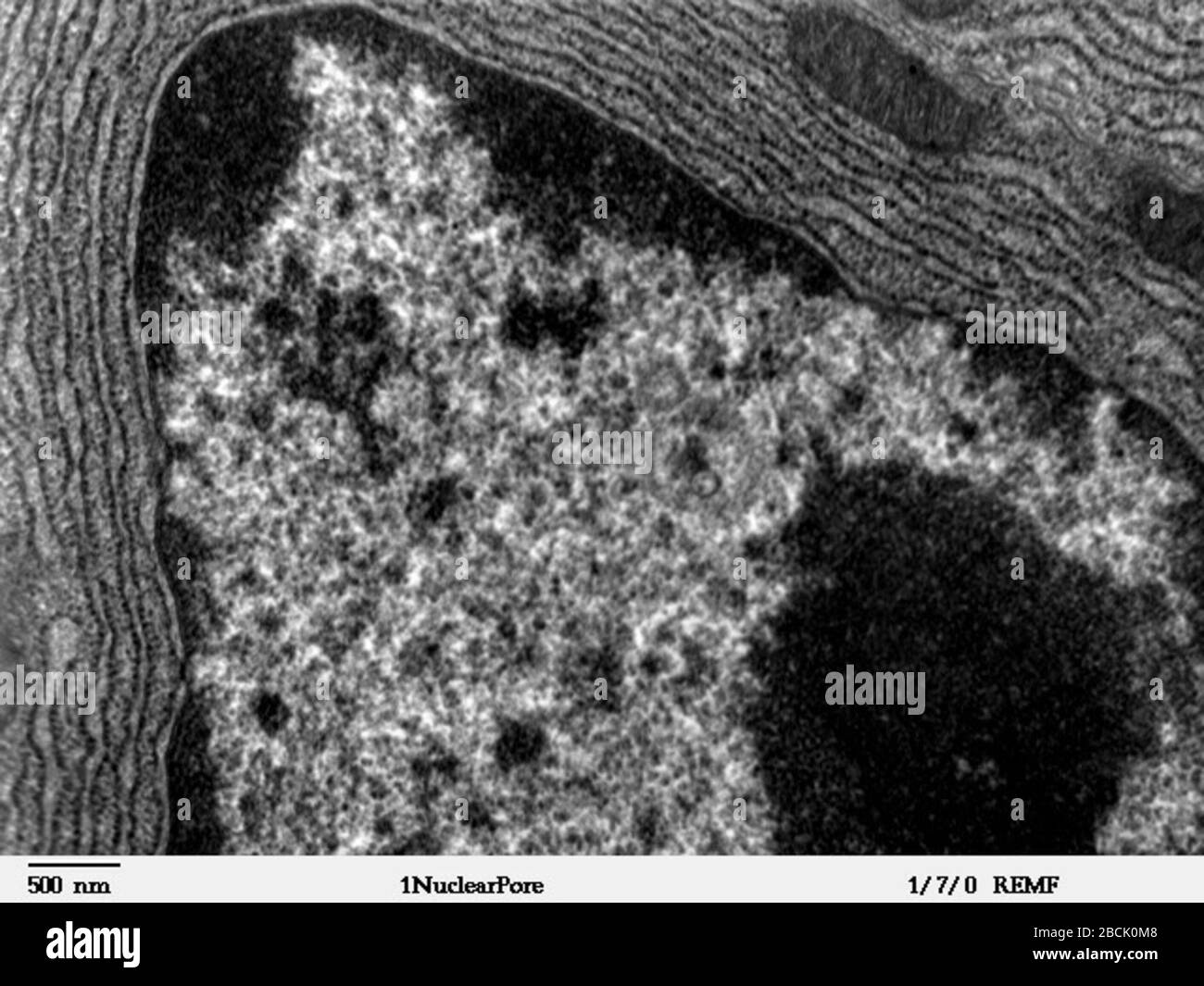 Cellule Acineuse Banque d'image et photos - Alamy