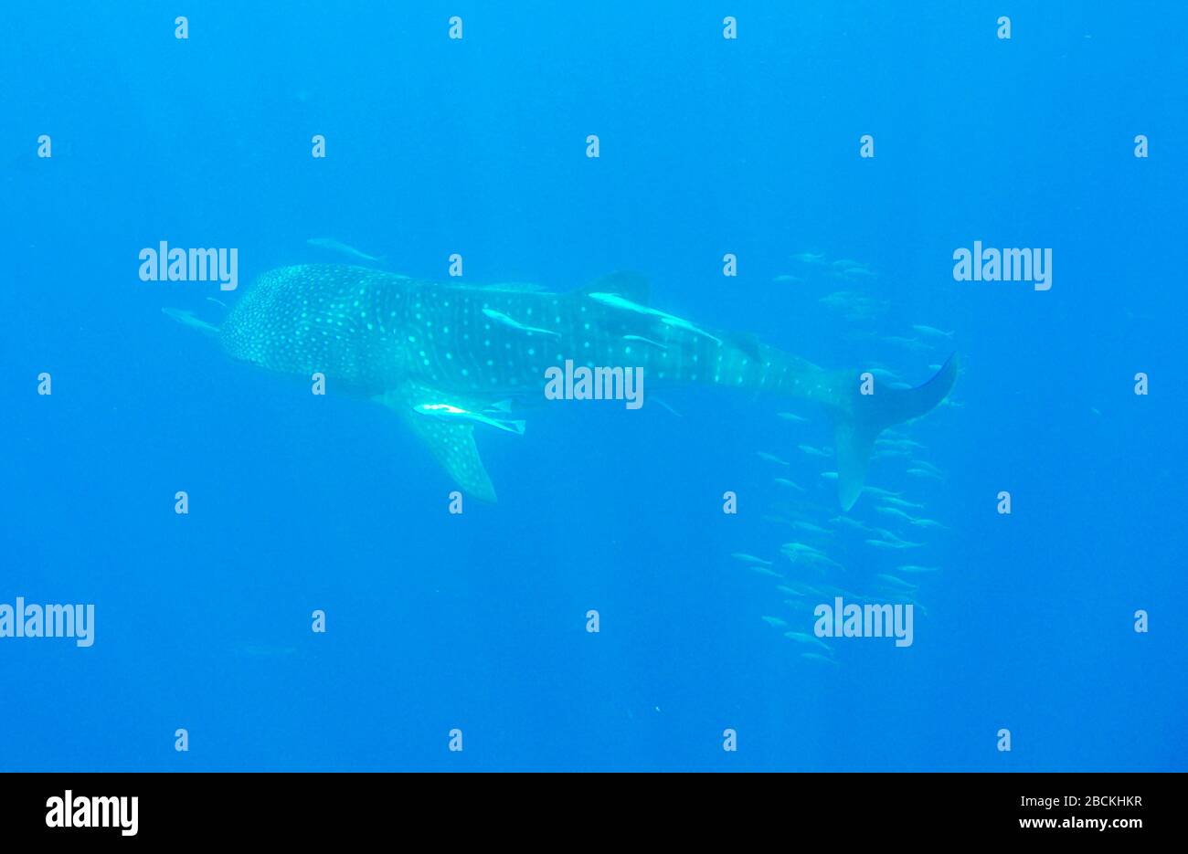 Afrique, Madagascar, Nosy Be, Ile Nosy Be, plongée avec tuba avec ...