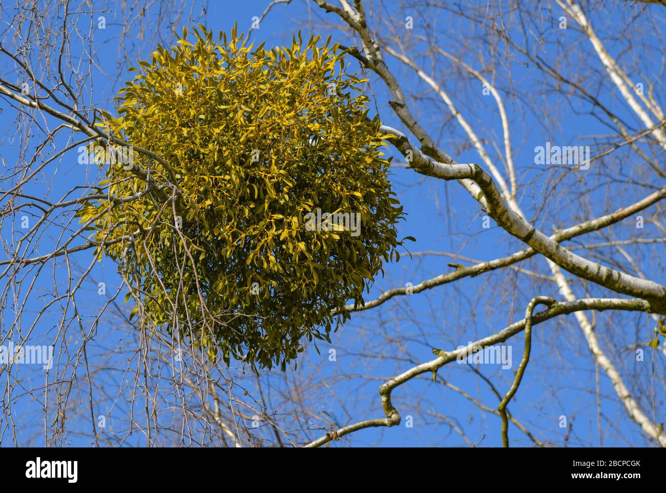 Parasite des arbres Banque de photographies et d’images à haute ...