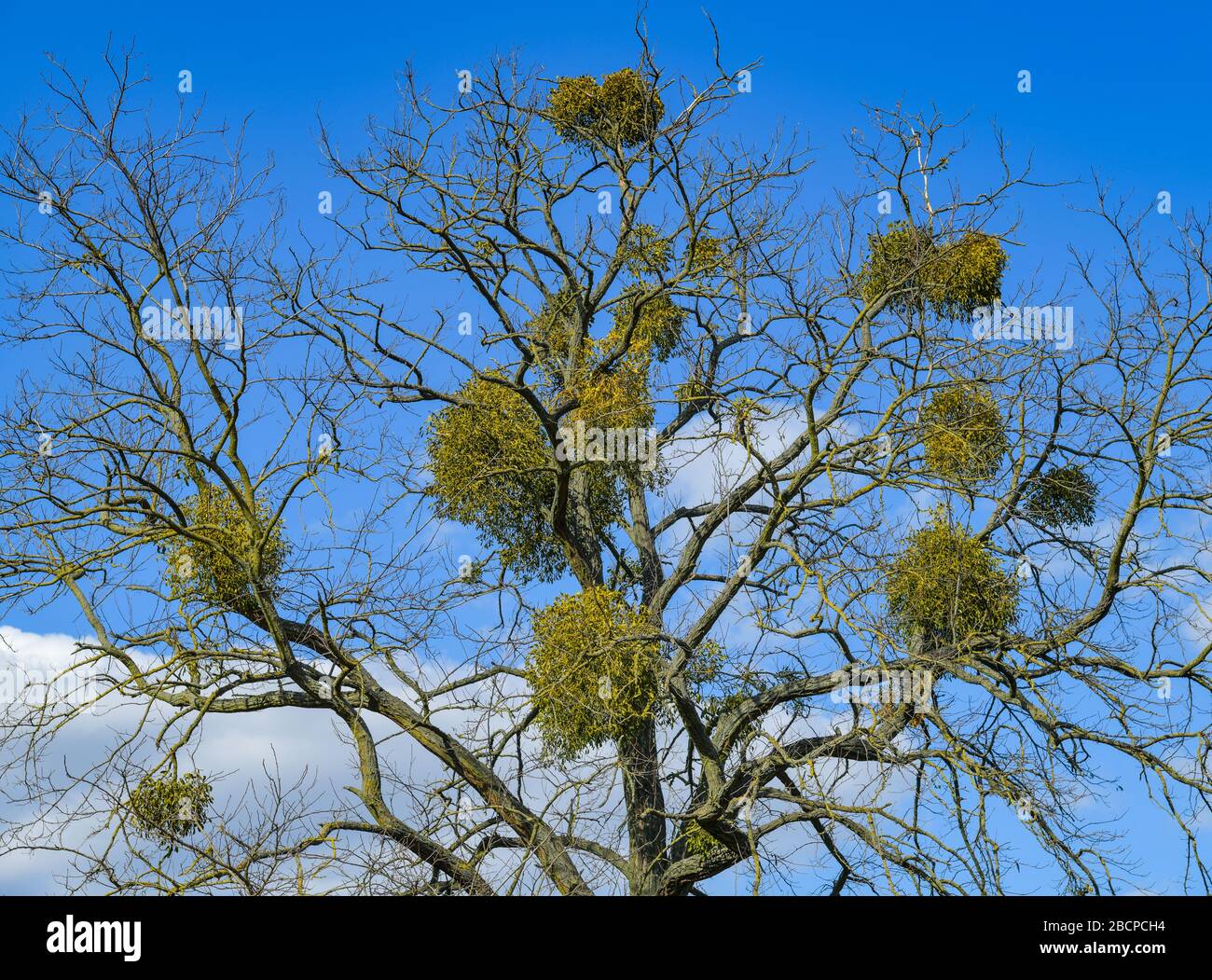 04 avril 2020, Brandebourg, Lietzen: Un GUI de baies blanches (lat ...