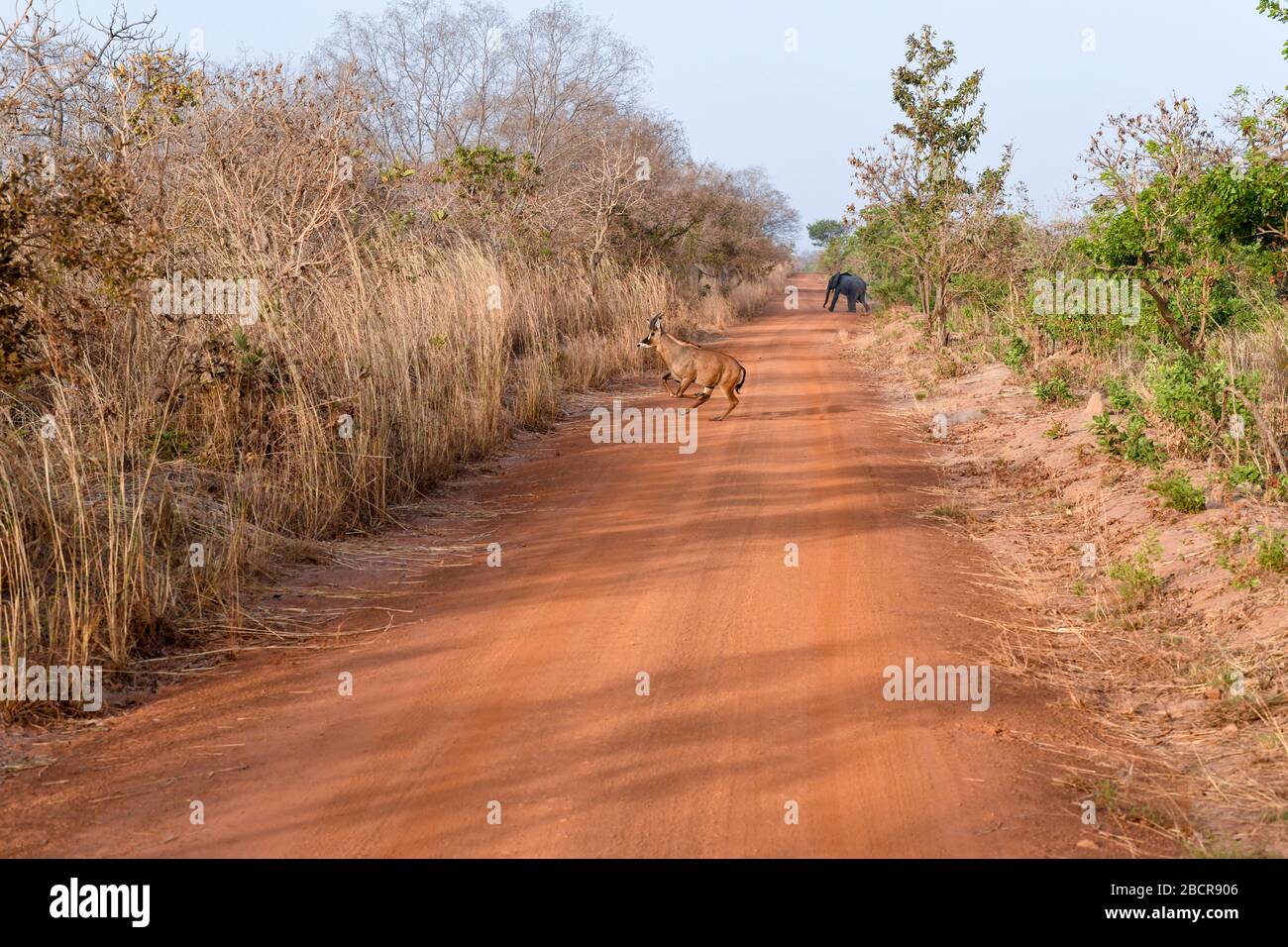 Afrique, Afrique de l'Ouest, Burkina Faso, région du Pô, parc national ...