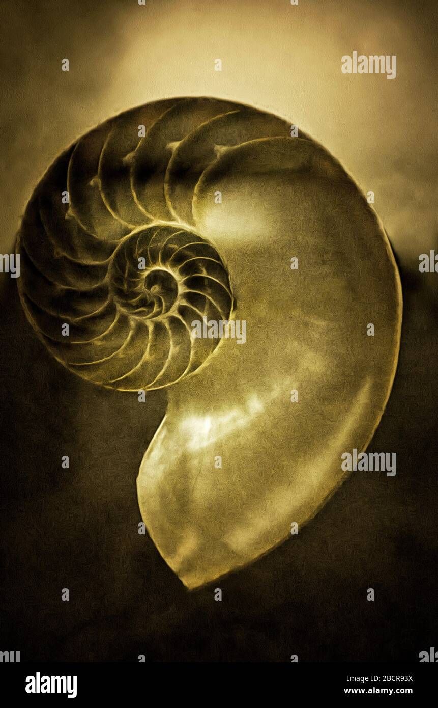Nautilus sp Banque de photographies et d’images à haute résolution - Alamy