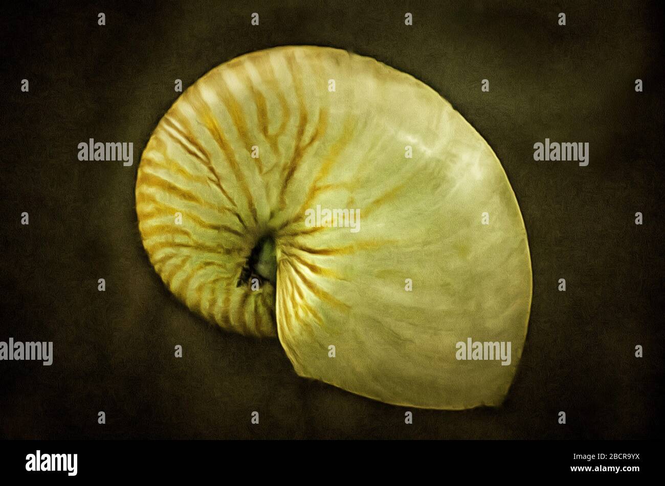 Nautilus sp Banque de photographies et d’images à haute résolution - Alamy