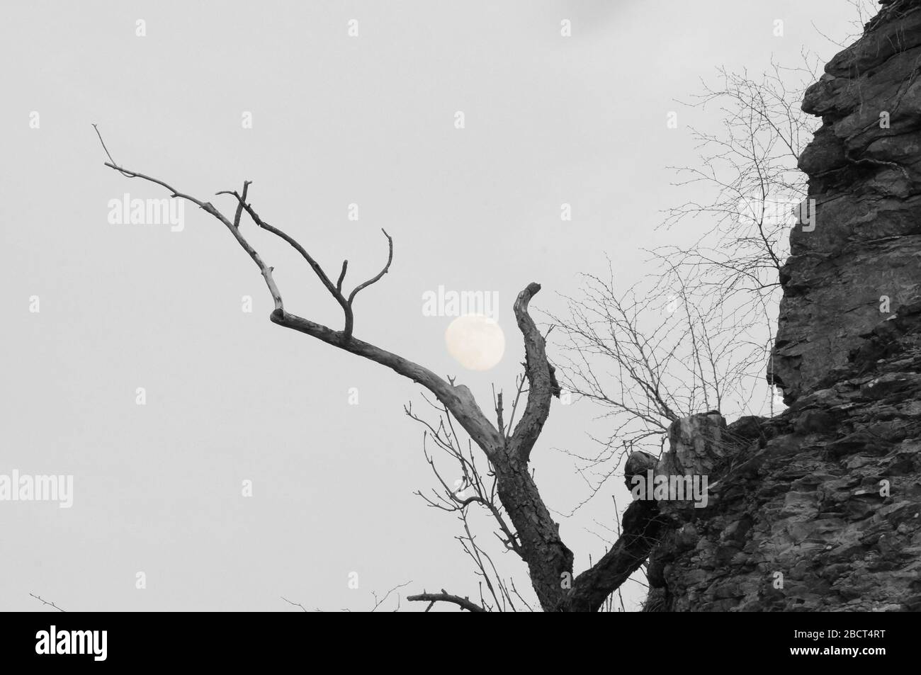 Arbre au clair de lune Banque de photographies et d’images à haute ...