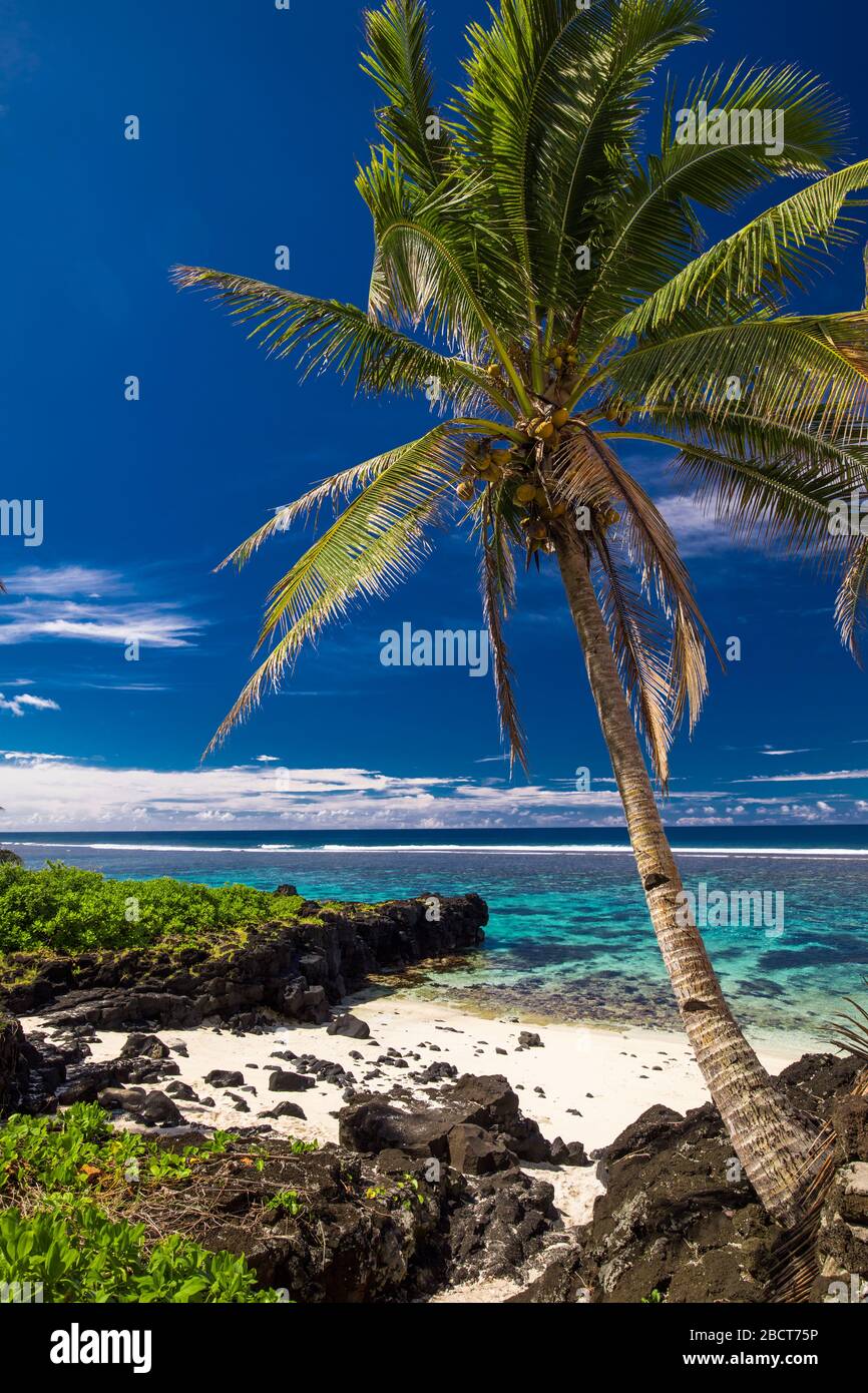 Plage tropicale sur le côté sud de l'île de Samoa avec palmiers à noix ...