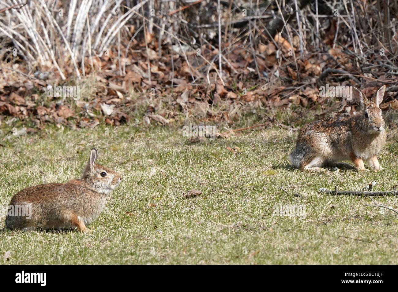 Lapin chassant Banque de photographies et d’images à haute résolution - Alamy