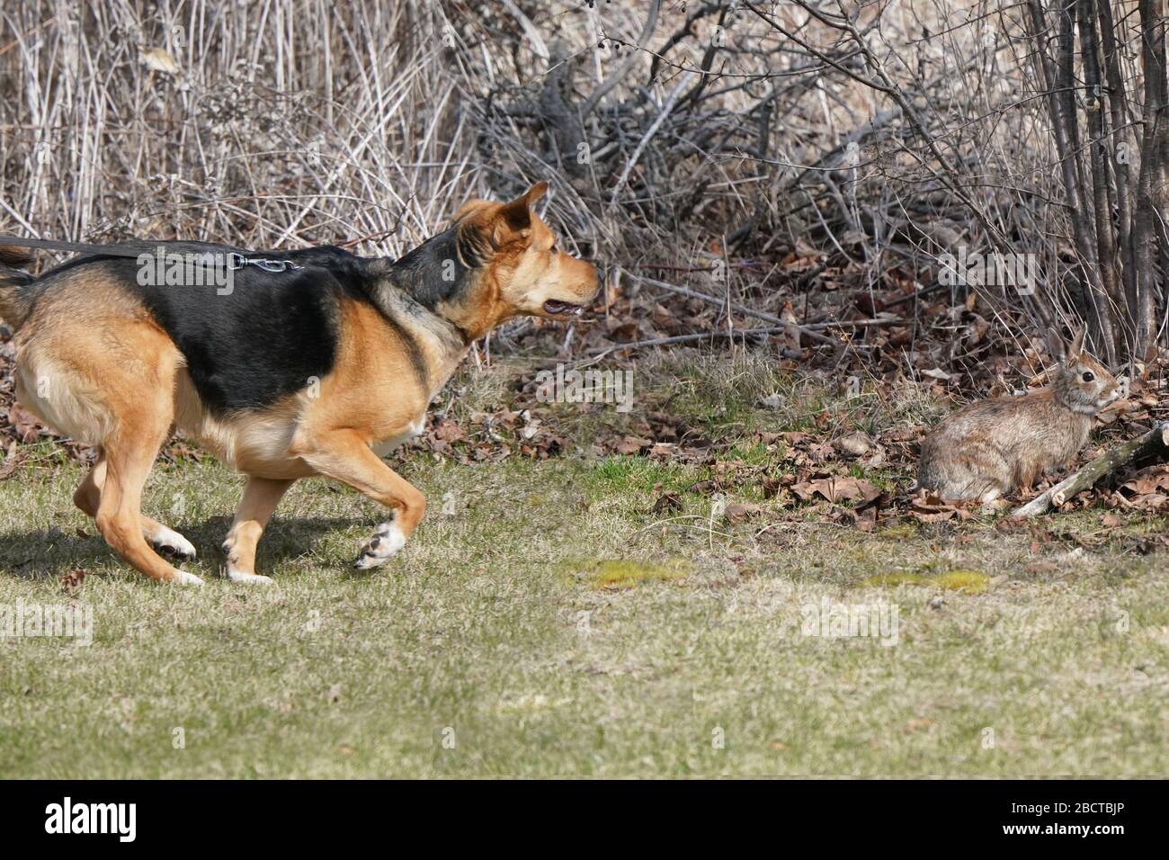 Lapin chassant Banque de photographies et d’images à haute résolution - Alamy