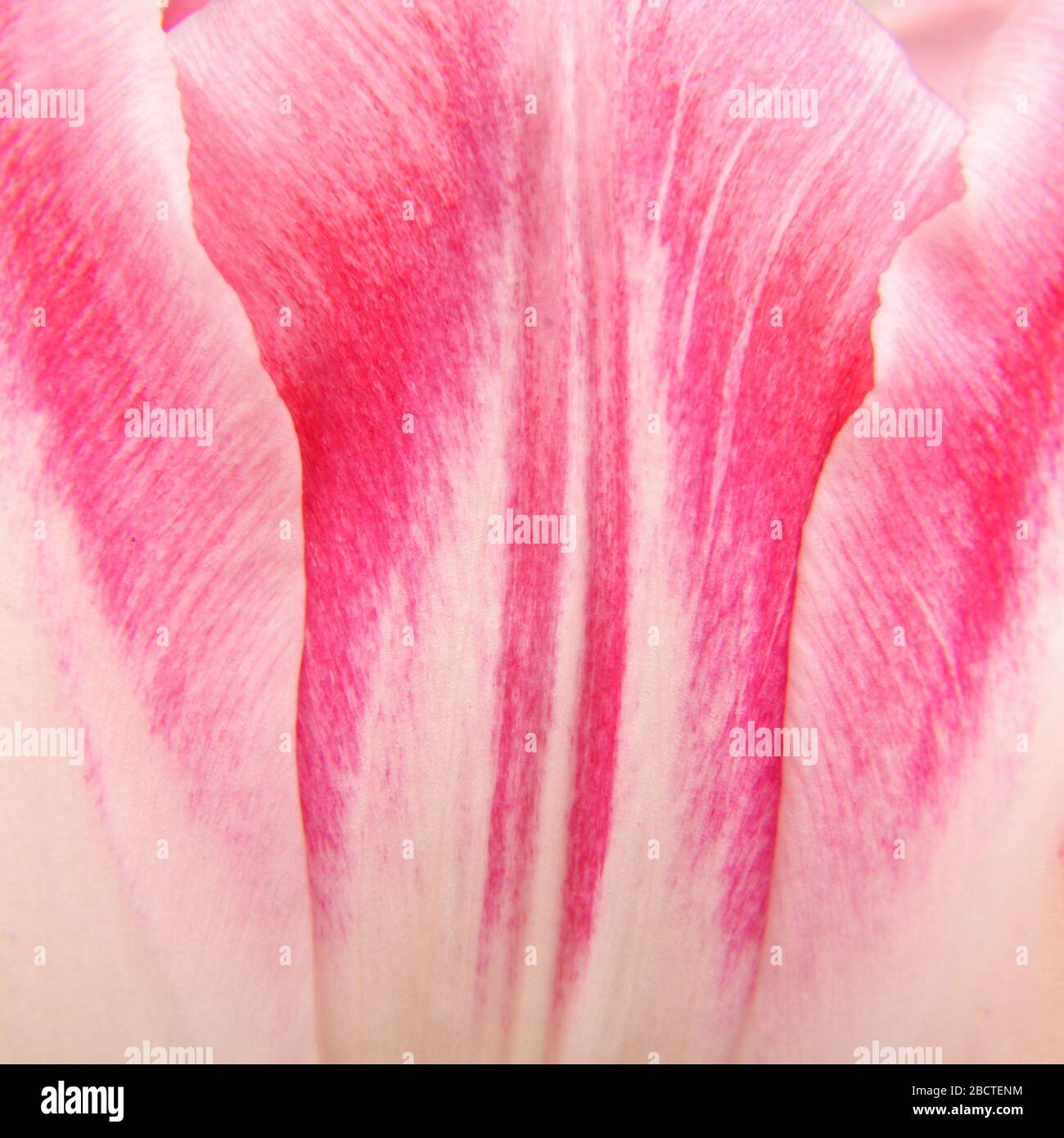 Flower petal microscope Banque de photographies et d’images à haute ...