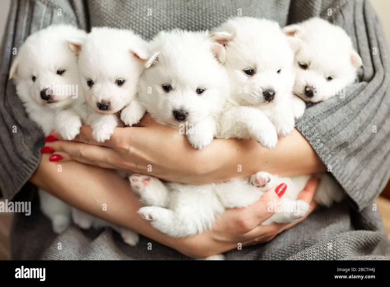 Chiot qui est mignon Banque de photographies et d’images à haute ...
