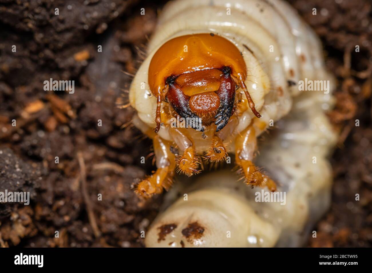 Larve Du Hanneton Banque d'image et photos - Alamy