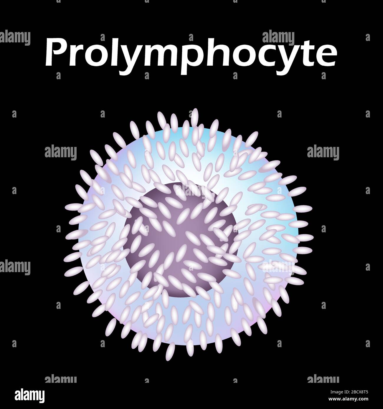 Lymphocyte b anticorps Banque d'images vectorielles - Alamy