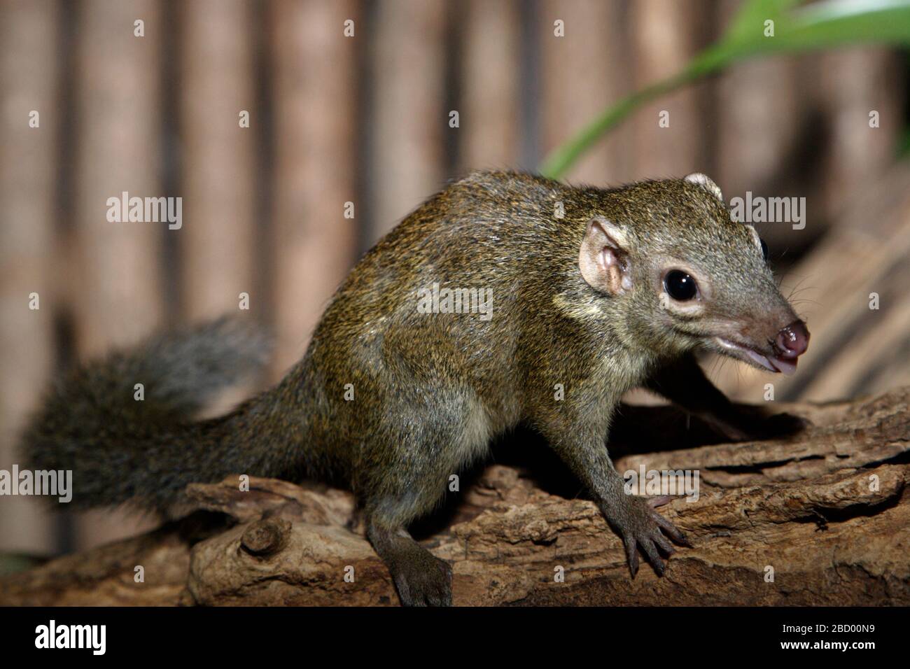 Arbre du Nord Shrew. Espèce: Belangeri,genre: Tupaia,famille: Tupaiidae ...
