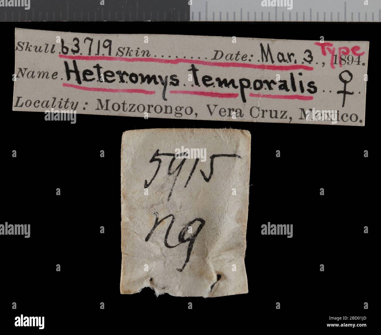 Heteromys desmarestianus Banque de photographies et d’images à haute ...