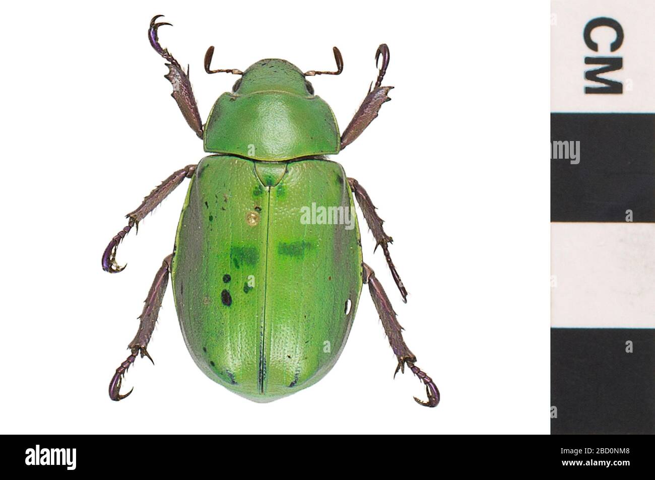 Glorious scarab beetle Banque de photographies et d’images à haute ...