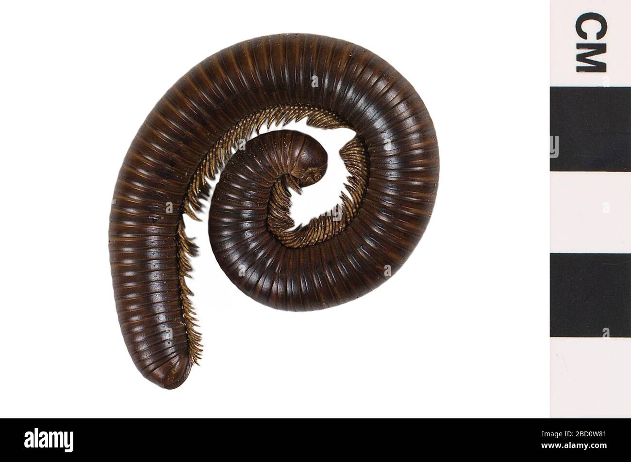 Giant millipede Banque de photographies et d’images à haute résolution ...