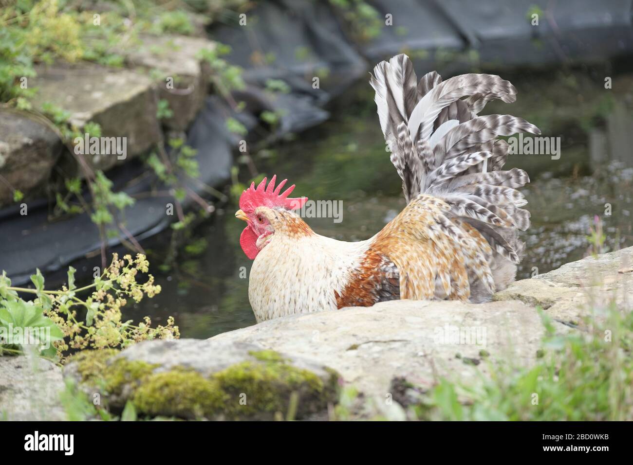 Cream legbar chicken Banque de photographies et d’images à haute ...