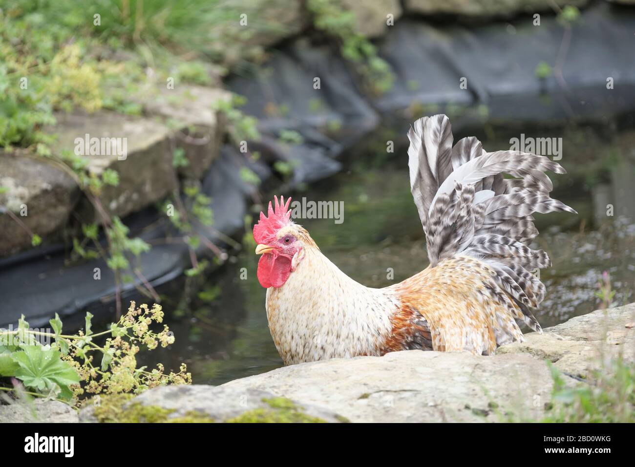 Cream legbar Banque de photographies et d’images à haute résolution - Alamy