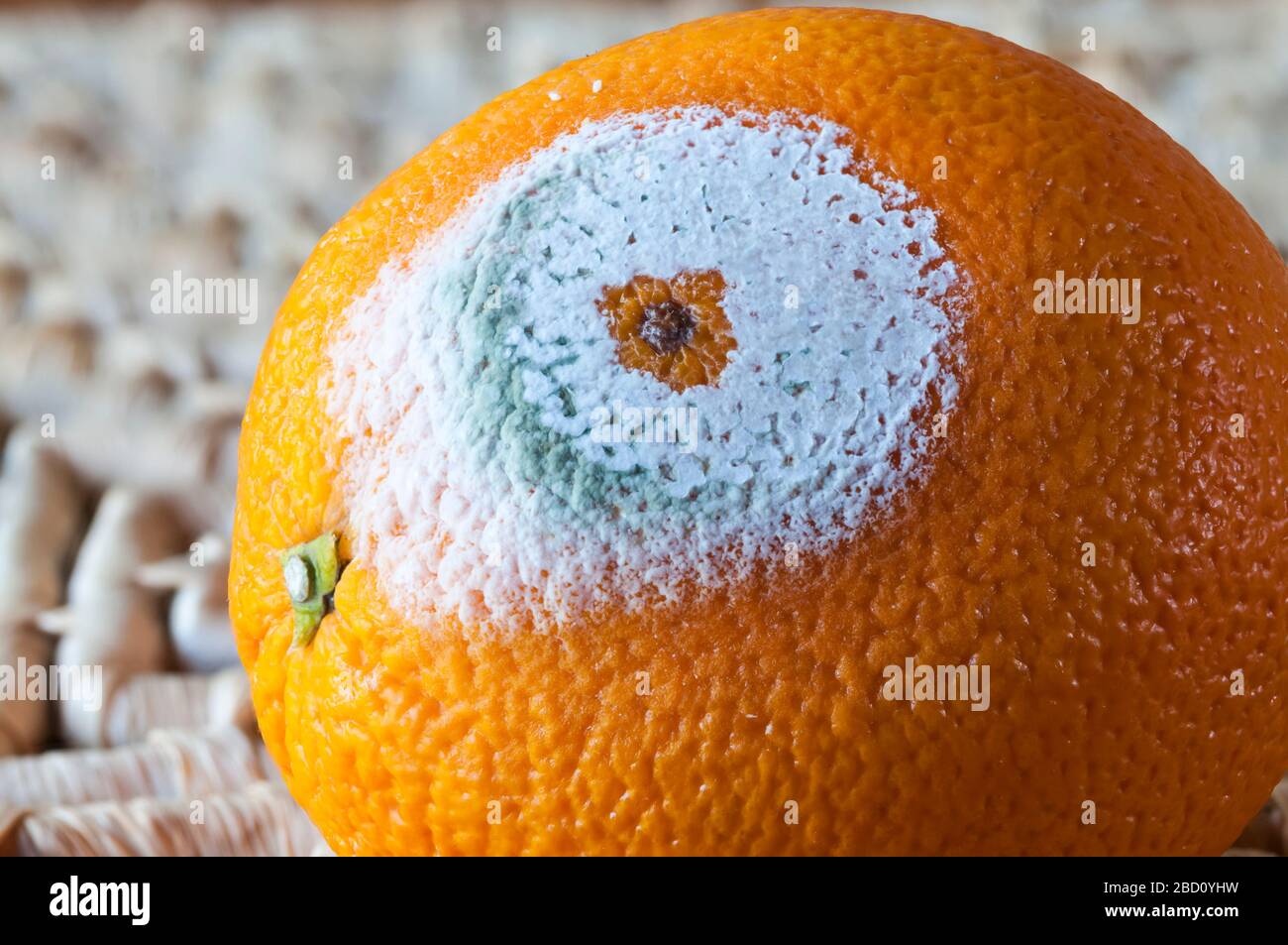 La croissance des moisissures sur une orange qui a commencé à se faire ...